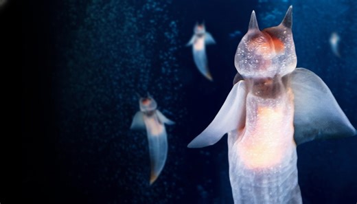 Rare footage exposes animals that survive by almost disappearing