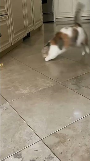 Unbelievable Cat Reflexes! Lightning-fast Strikes and Incredible Agility! ⚡🐱👏🏻