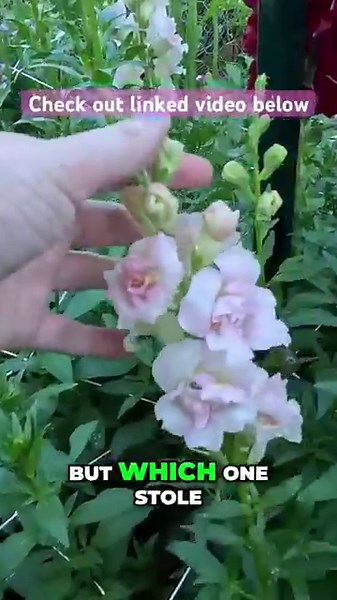 My Favorite Snapdragon Variety Revealed!