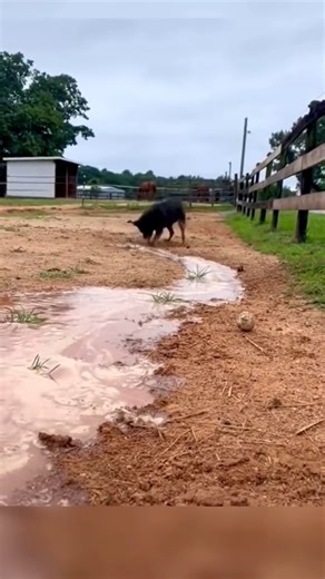 16K views · 44 reactions | Nice weekend  #loveyou #Florida #France #Arizona #Carolina #America #slingshot #slingshotride #slingshotride #slingshot #Polarisslingshot #Polaris #slingshotlife #slingshots #slingshotrentals | I love Australia | Facebook