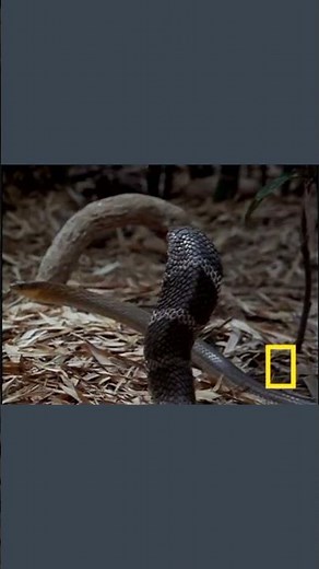 🐍 Cobra vs. Rat Snake | Ultimate Snake Battle | National Geographic 🐍🔥