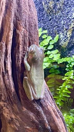Adorable Tree Frog Chilling on a Tree Stump 🌿🐸 #treefrog #vivarium #aquarium
