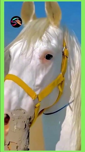 Three Types of horses #horse