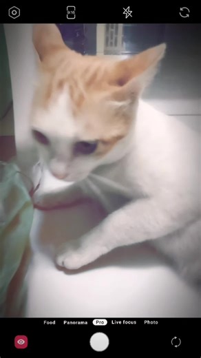 Video của rubycandy (@rubycandy756) với bản nhạc good morning, everyone - OVN