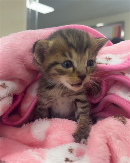 콩이모음집 on Instagram: "나 옹알이해요 🐈🤎"