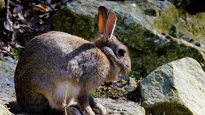 Rabbit, Long Ears, Rock. Free Stock Video