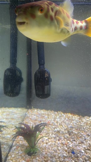 Fascinating Facts About Pufferfish in Aquariums