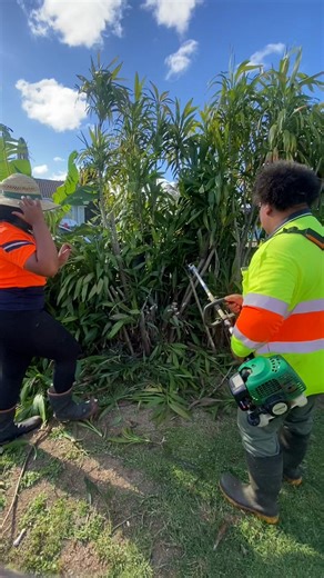 Customer wanted a fence line of ti trees removed :) so tree removal it is. You want something done in your garden? 🪏 🪴 let mei know I gotchu 😉 #treeremoval #auckland #foryou #foryoupage #mangere