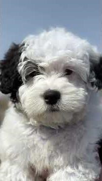 Mini Sheepadoodle Puppies - Prairie Hill Puppies-