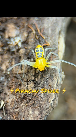 Ty Randall on Instagram: "This cute little Pikachu spider hits all the nostalgia in the best way. Platythomisus octomaculatus bold black and yellow coloring that looks like it jumped straight out of a Pokémon episode. All it’s missing are a few lightning bolts and a Poké Ball. Whenever these little icons show up, they never stick around for long, so if you haven’t already, signing up for our email list is the best way to stay on top of new drops. Check out our current inventory and sign up at Ty