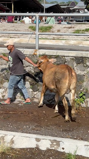 7.3K views · 40 reactions | Sapi pasar #sapi #cow #bull | Revan Dolan Kandang | Facebook