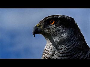 Hunters of the Skies – Wild masters of every terrain