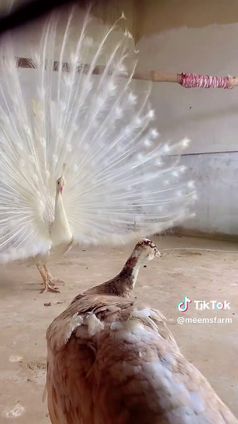 Handsome White Peafowl #mashallah #subhanallah #tavuskuşu #peacock #peafowl #meemsfarm #likе #unitedkingdom #thailand #pakistan #india #viralvideos #following #pavos #tik_tok #java #pavomuticus #whitepeacock