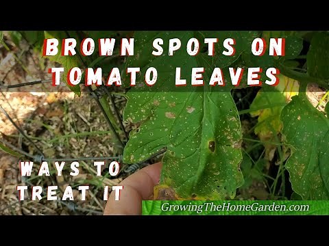 Brown Spots on Tomato Leaves? Leaves Turning Yellow? It Might be This!