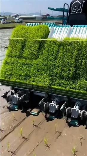 #paddy #planting #padi #Sawah #machine #mesin