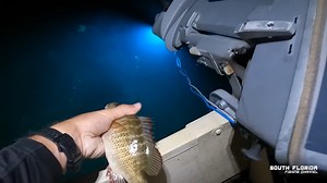 Night fishing with LED pool lights ends in a shocking catch