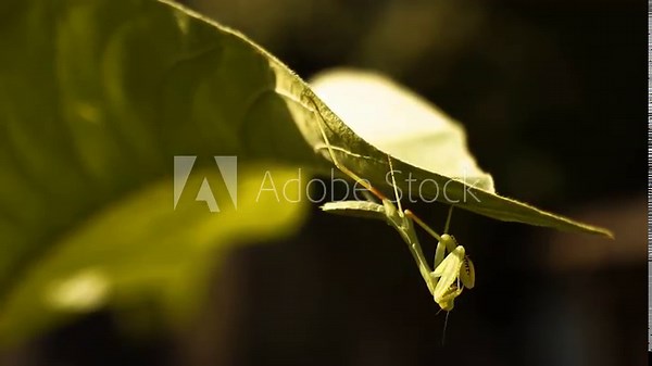 Praying mantis insect cleans its claws with its mouth. Photographed in the wild, in nature. It hangs upside down on a leaf. She is a young one, cute animal.