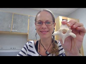 Axial Skeleton Quiz Question