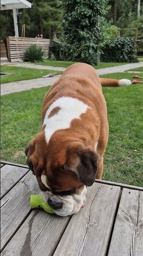 Boxer dogs in action