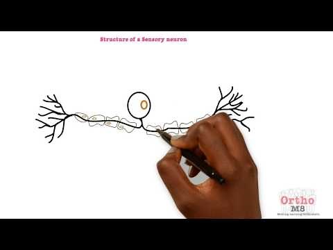 Basic Sciences - Structure of a Sensory neuron