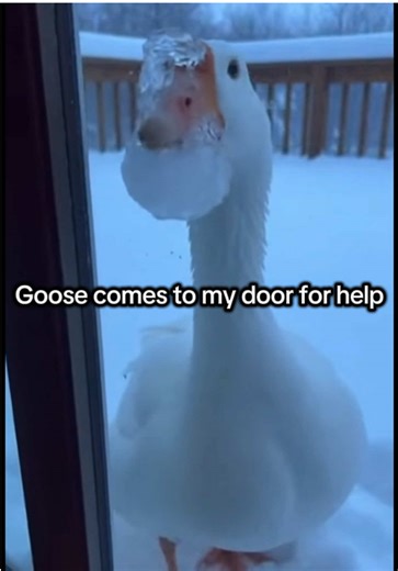 Saving Baby Birds: A Heartwarming Rescue Story