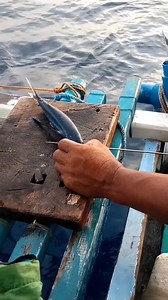 14K reactions · 110 shares | Guys Isang flying fish nahuli ko sa pahila sa tulingan hihilahin korin sya hangang sa tabi pauwi narin kc Ako #fbpost2025シ #tunafishing #fishingtechniques @highlight | Mario Cajigas Casil | Facebook