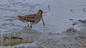 Common snipe (Gallinago gallinago) foraging in shallow water by probing soft mud at mudflat along the North Sea coast in summer