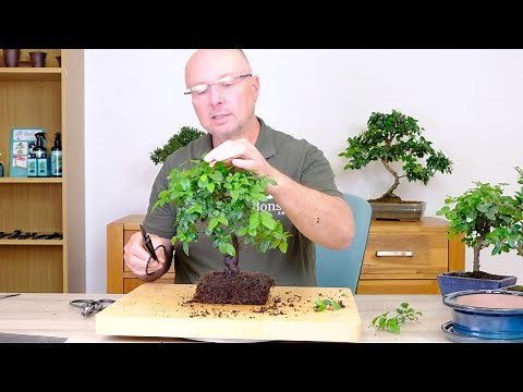 Transform Your Starter Bonsai - Bonsai Tutorial For Beginners