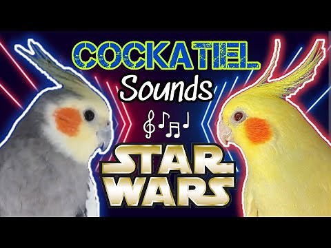 COCKATIEL SINGING star wars sounds (1 hour of cockatiels song) COCKATIEL TRAINING