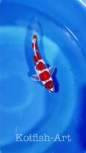 Koi Fish - Metallic Beauty! ✨ Check out this Maruten Beni Kiko Koi Fish #KoiFish #KoiColors