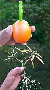 Simple step-by-step guide from mango cutting to sapling!#garden #short #Gardening #graftingplant #gardening #compost | Ashik Muztaba