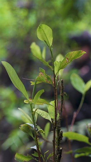 13K views · 127 reactions | Gasoline is one of the main ingredients for processing cocaine in Colombia. But as fuel prices increase, some locals are stealing crude oil to make bootleg gasoline known as pategrillo. Now, police are trying to find and destroy the illegal labs in an effort to curb the country's decades-long cocaine problem. | Business Insider | Facebook
