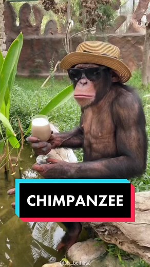 Chimpanzee in Chimpanzee Sanctuary: A Primate's World