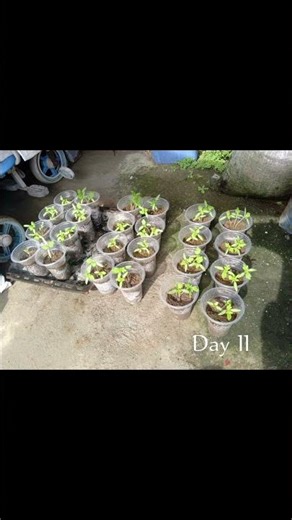 Example of Quantitative Research: A Comparative Experimental Analysis