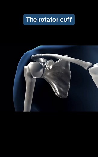 #anatomy #anatomyandphysiology #anatomytok #anatomytok #anatomytiktok #anatomyclass #physiology #physiologytok #anatomylesson