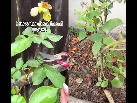 How to Prune Roses for Maximum Blooms | Easy Gardening Tips #gardening #tips #rose #flowers #spring