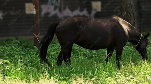 A beautiful brown horse against tiled wall pasture. A horse is standing near wall, farm animals in a urban setting.