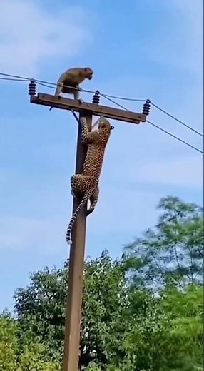 Monkey Outsmarts Leopard in Wild Chase! ㅣ🐒 표범 추격전에서 영리한 원숭이의 승리!