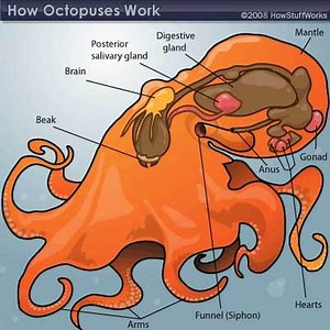 Octopus
