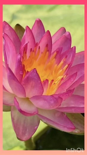 3.8K views · 23 comments | An aquatic garden is never complete without a lotus and when I received the healthy lotus tubers and water lily from @himadri_aquatics_gardens I was way to exited...can't wait to see the blooms soon.. #plantsaremystressbusters #ecoynd #mygreentreasure #aquaticgarden #lotus #waterlily #reelfit #telugu #exploremore #explorepage #royalgardenkumari #reelsinstagram #terracegarden #terracegardening #instagood | Kumari Sarath Putta | Facebook