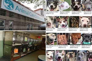 NYC Animal Care Centers ‘mercilessly’ kills adoptable dogs after housing them in squalid conditions: suit