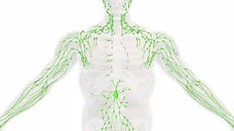 Anatomy of the human lymphatic system