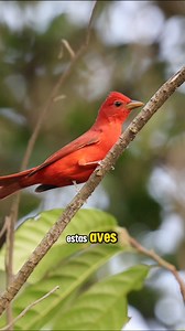 22K views · 525 reactions | Tangara Veranera Piranga rubra Un ave que habita en diversos ecosistemas, menos en los muy altos y fríos. Se alimenta principalmente de insectos y pequeños frutos. #elcampoesvida #vidaderancho #avessilvestres #faunasalvaje #piranga #faunasilvestre | Pajareando ando | Facebook
