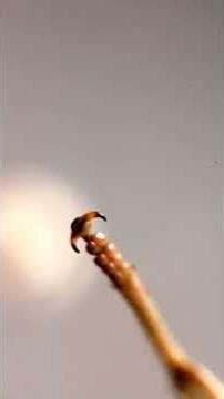 1-Grasshopper Dissection Under Macro Lens #macro #insects #detailed