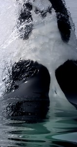 139K views · 1.2K reactions | Target practice | Slater Moore Photography | Facebook