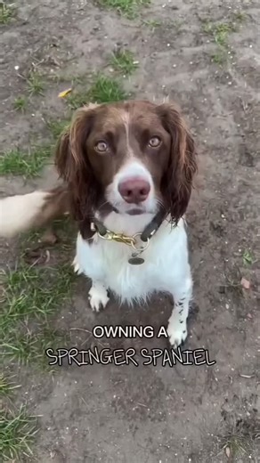 Springer Spaniel on Instagram: "🔥 Life in the fast lane 😆 Don't miss out on this video - turn on notifications or follow for more! Check out the product by clicking the link in bio 🛍️ Need content removal? Feel free to DM us. #springerspanielpuppies #springerspanielcommunity #springerspanielclub #springerspanielsofinstragram #springerspanielsofinsta springerspanielsofig springerspaniellover springerspanieldog springerspanielnetwork englishspringerspanielofinstagram englishspringerspanielofthe