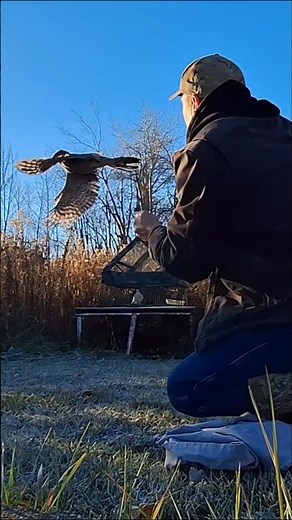 Another Cooper's hawk in the Goshawk trap