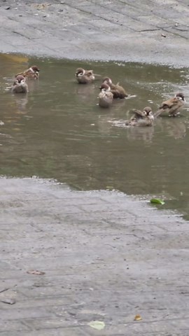 The Sparrows' Public Bath