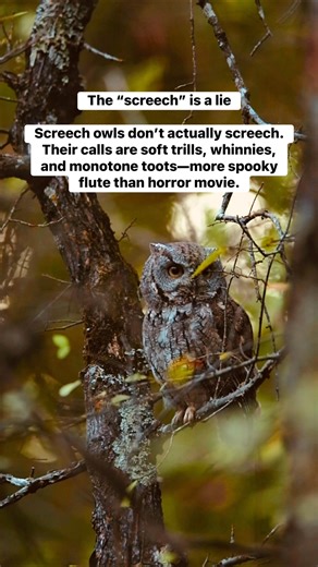 The “screech” is a lie Screech owls don’t actually screech. Their calls are soft trills, whinnies, and monotone toots—more spooky flute than horror movie. | Kyle Underwood photography