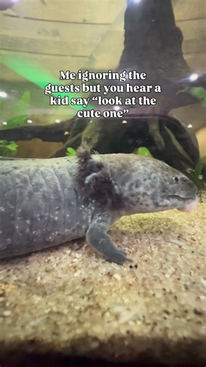 Sometimes our animals just need to hear it too… “Yes, you are the cutest thing ever.” 🥹💙🐠 📍filmed in Blue Zoo Oklahoma City, OK #bluezoo #aquarium #zoo #axolotl #familyfun | Blue Zoo Rogers